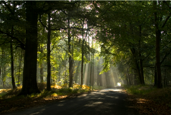 A Vision for UK Forests | Forest Stewardship Council UK