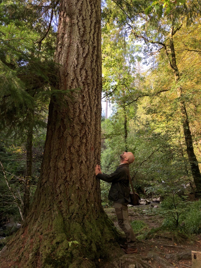 FSC in the UK: A personal reflection | Forest Stewardship Council UK