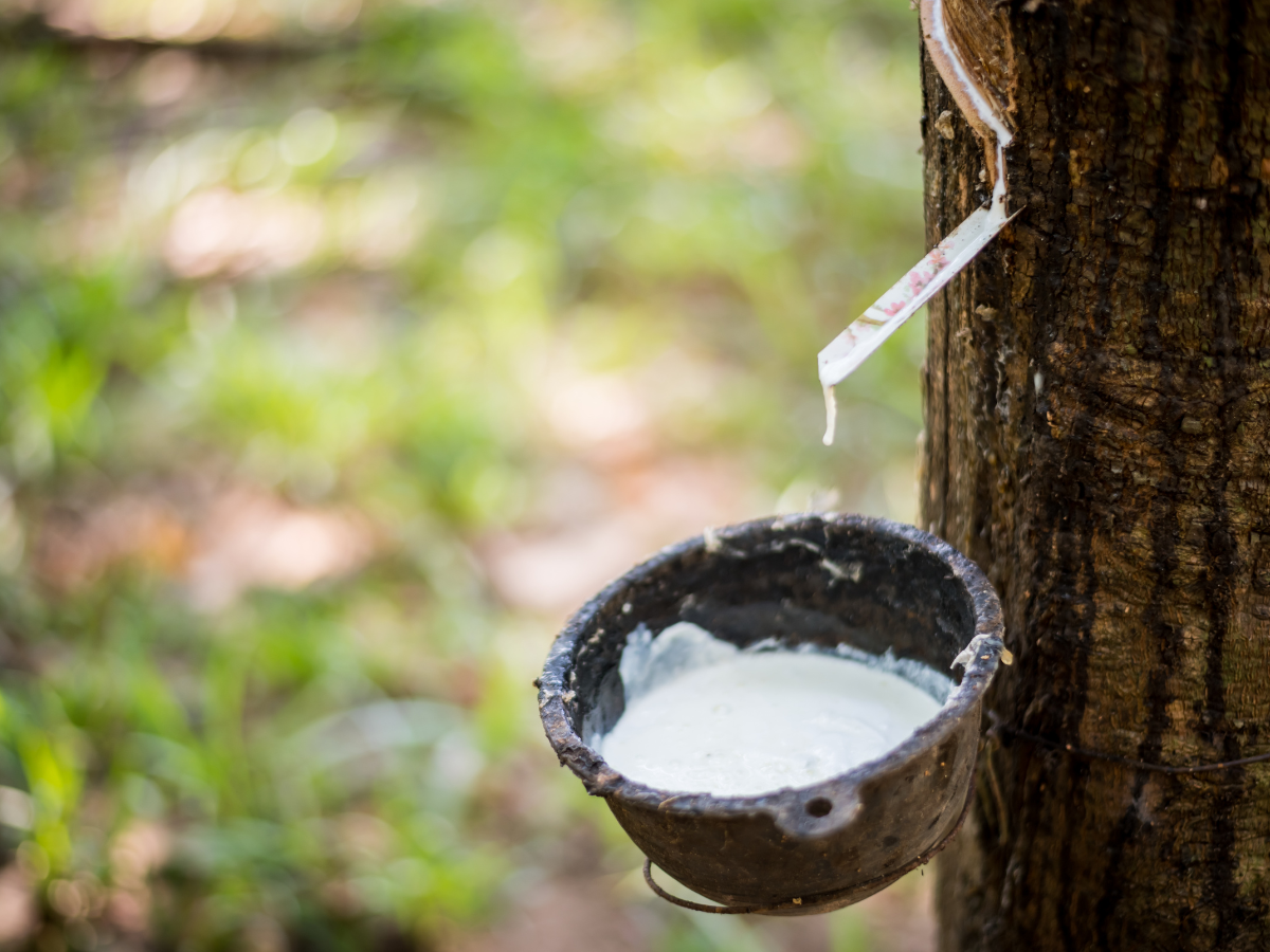 Revealing the true extent of tropical forest loss from rubber ...