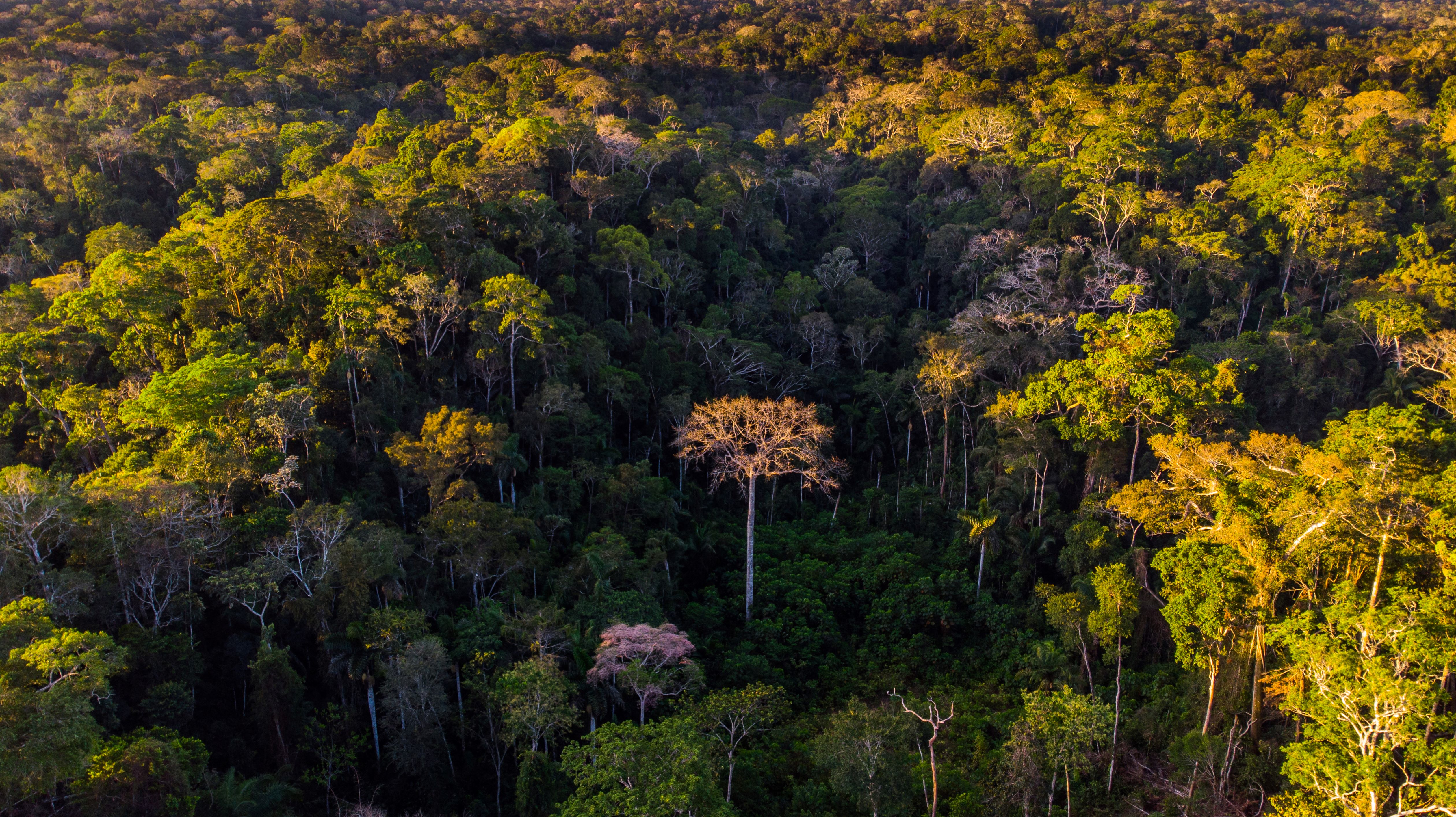 FSC in the Amazon: carbon storage and biodiversity | Forest Stewardship ...