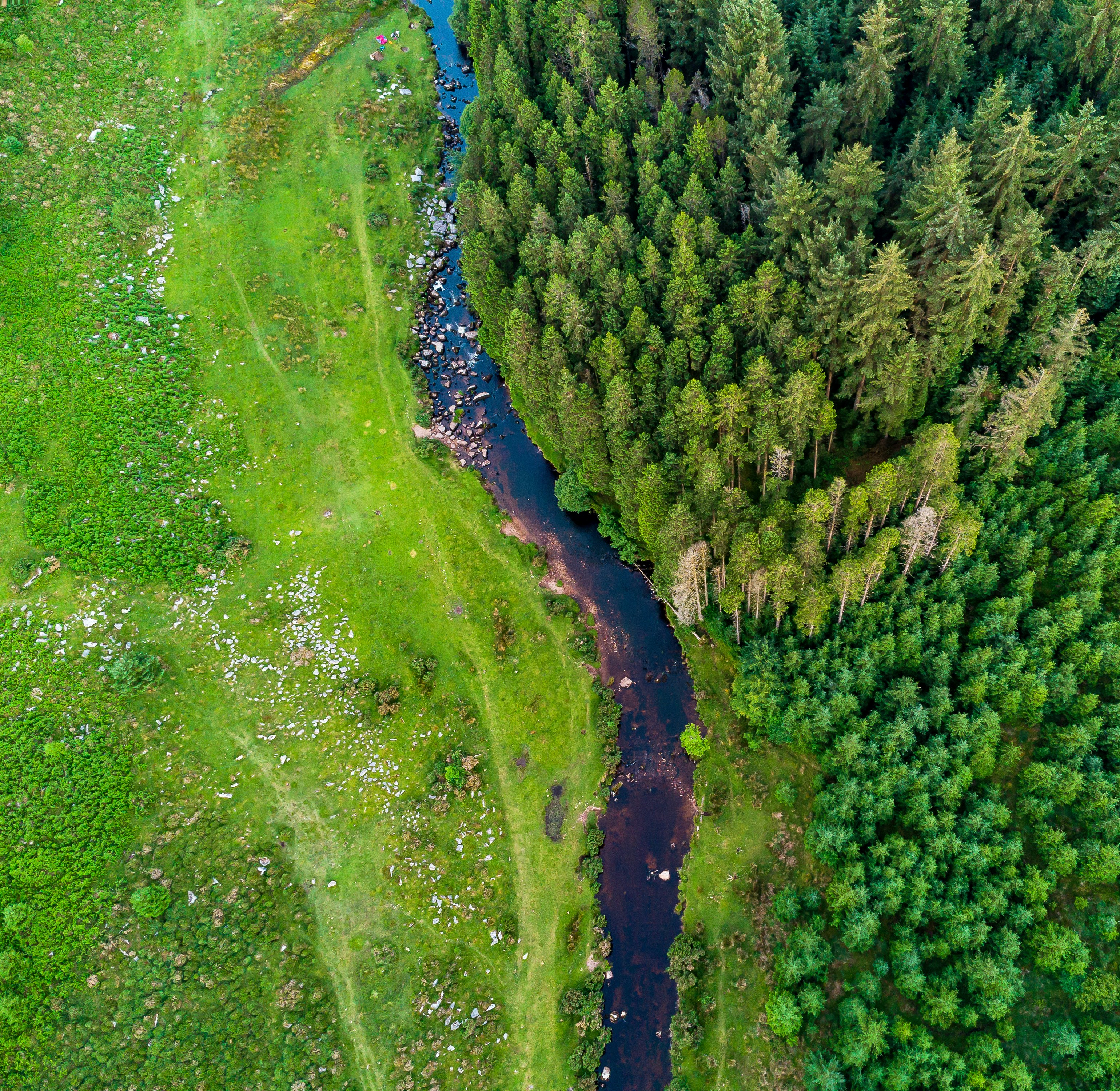 Introducing: FSC EUDR Aligned Early Adopter Programme | Forest ...