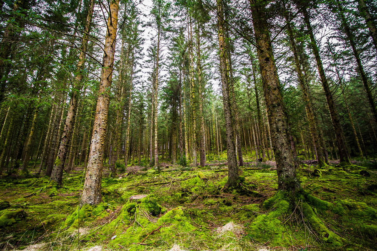 New FSC UK National ESRA published for use of cypermethrin (Forester ...