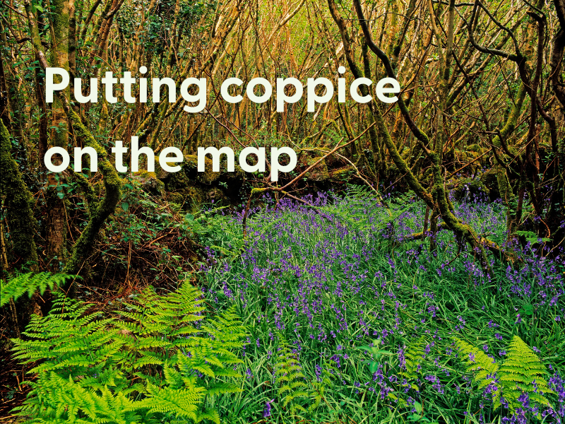 Mapping a brighter future for coppice | Forest Stewardship Council UK
