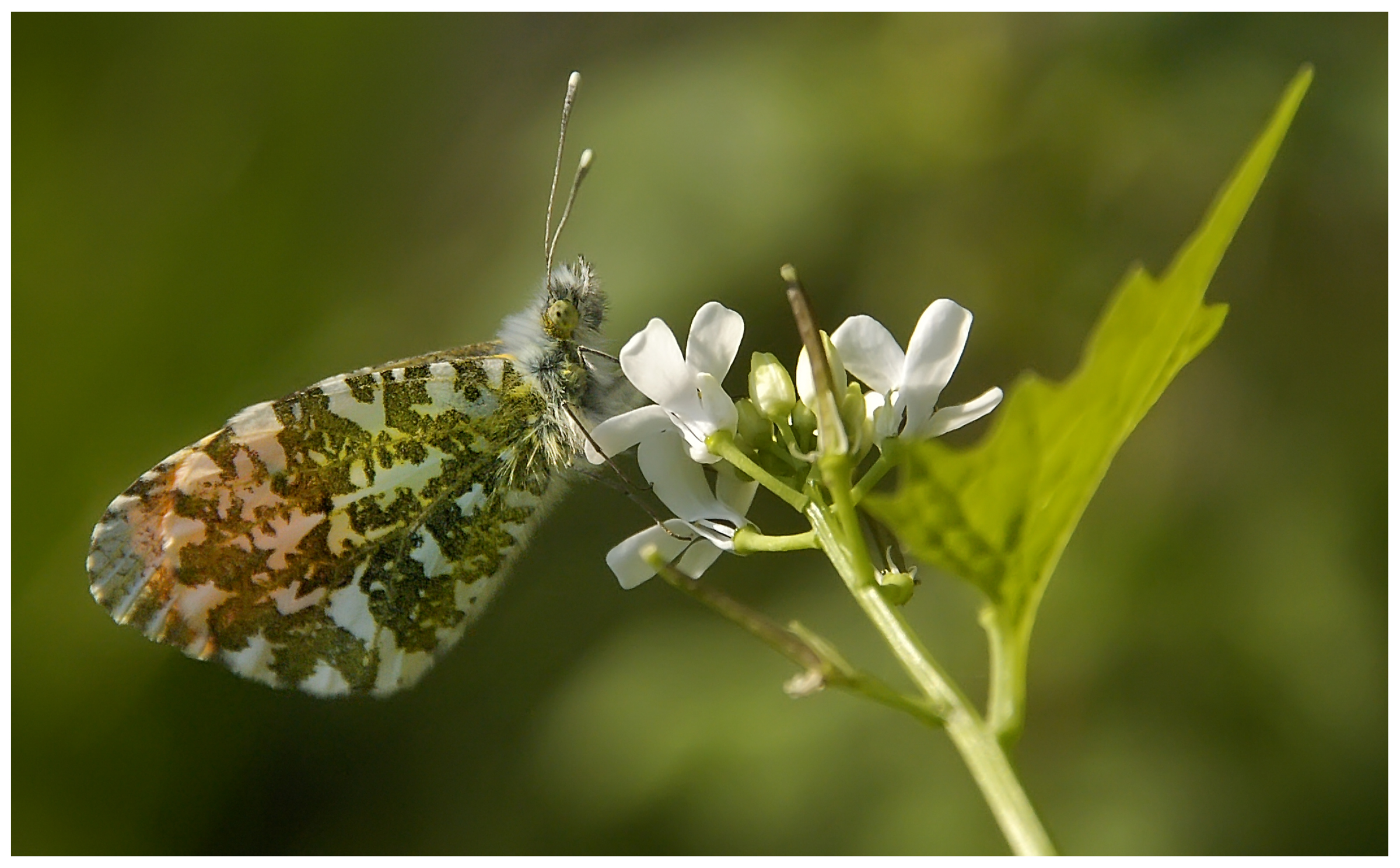FSC launches new ForCES website | Forest Stewardship Council UK