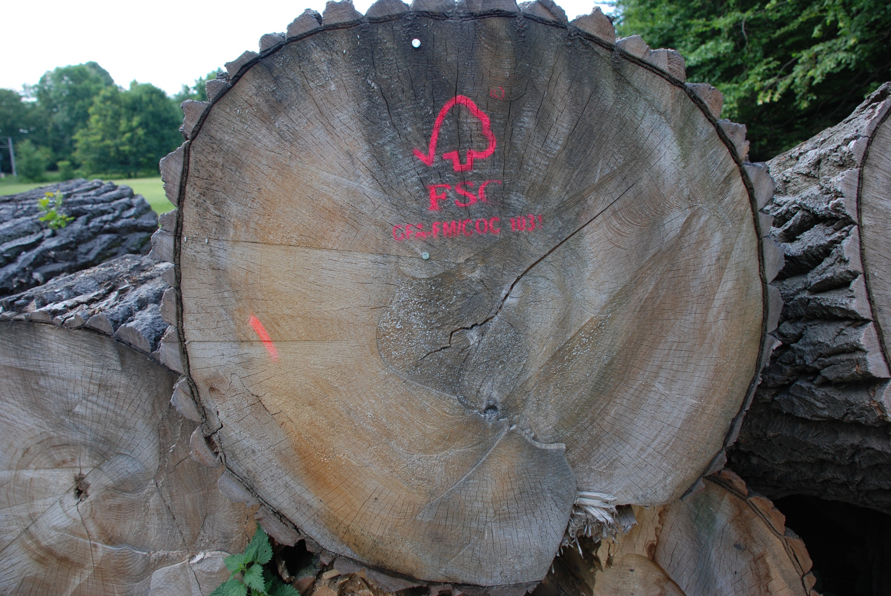 Revised FSC Procedure for the Development and Revision of FSC normative ...