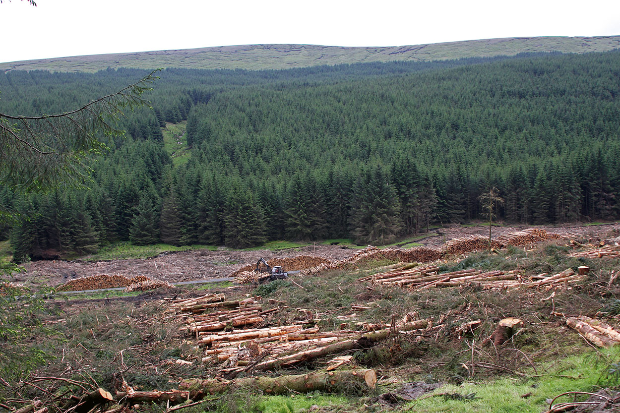 Whole of UK now Low Risk for FSC Controlled Wood | Forest Stewardship ...