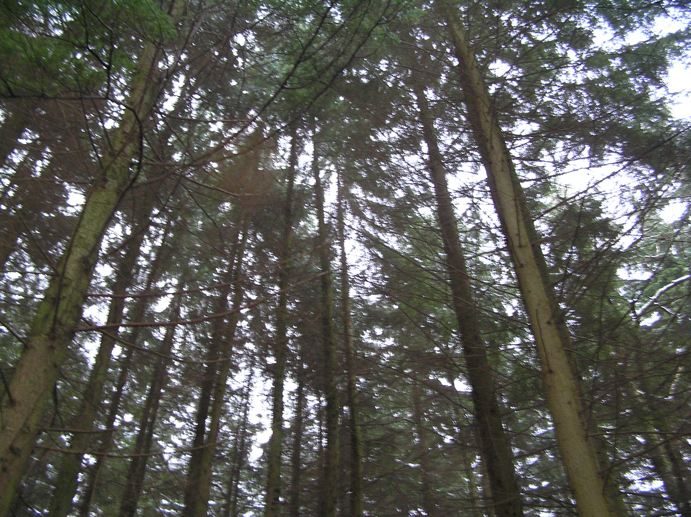 New FSC standards related to highly hazardous pesticides | Forest ...