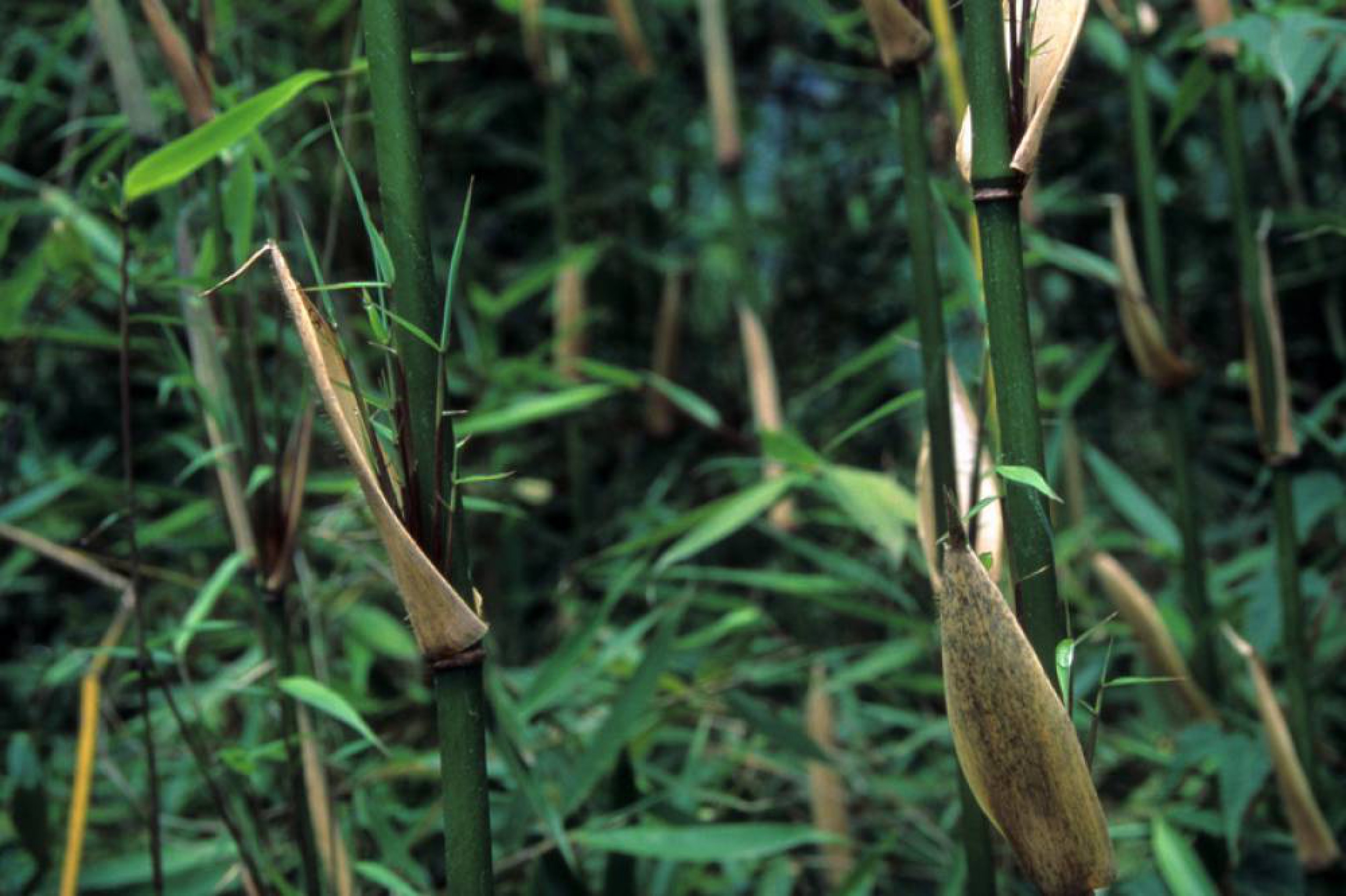 Smallholders in China See Fruits of Certification | Forest Stewardship ...