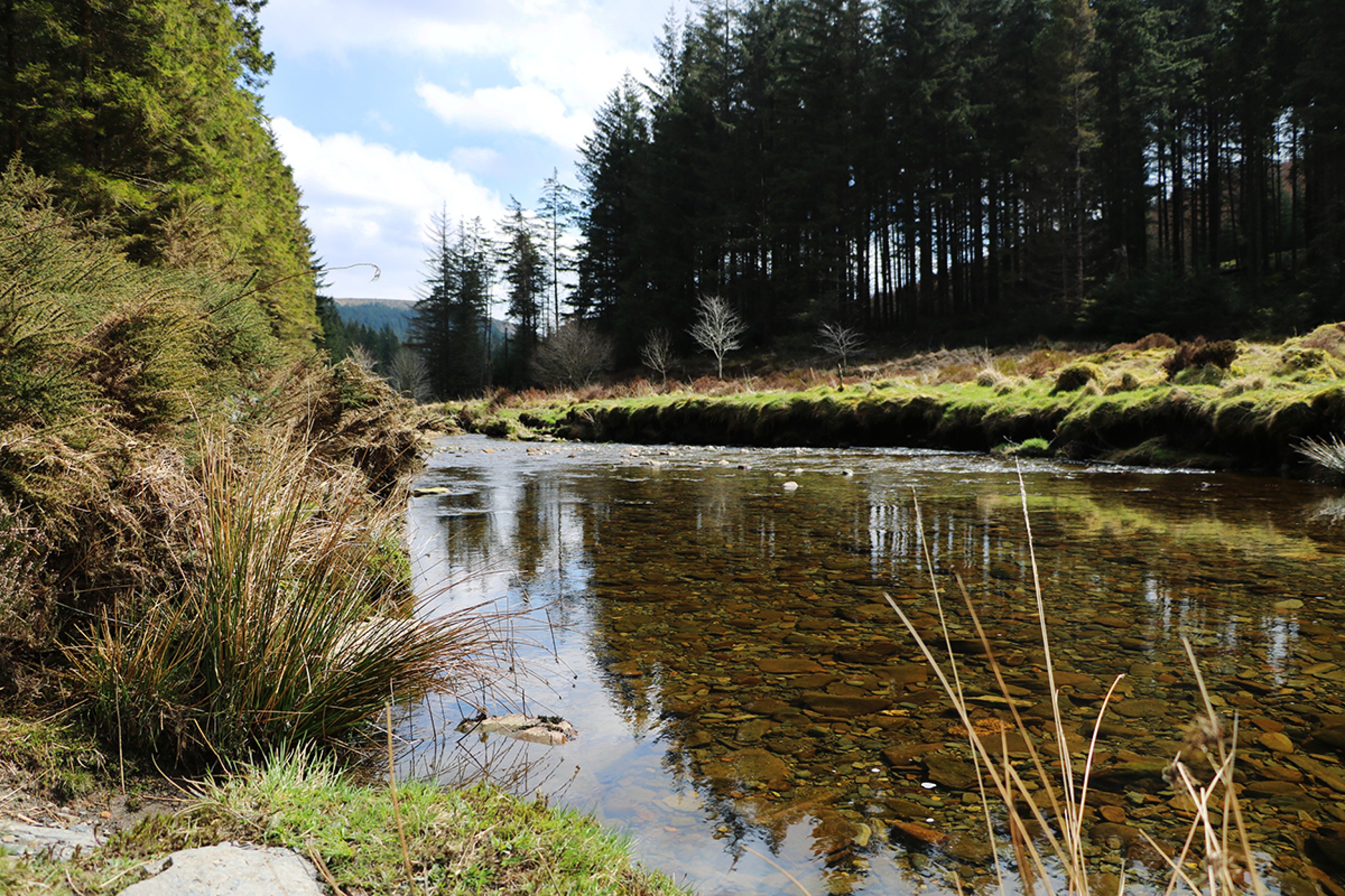 New Ecosystem Services Procedure Launched | Forest Stewardship Council UK