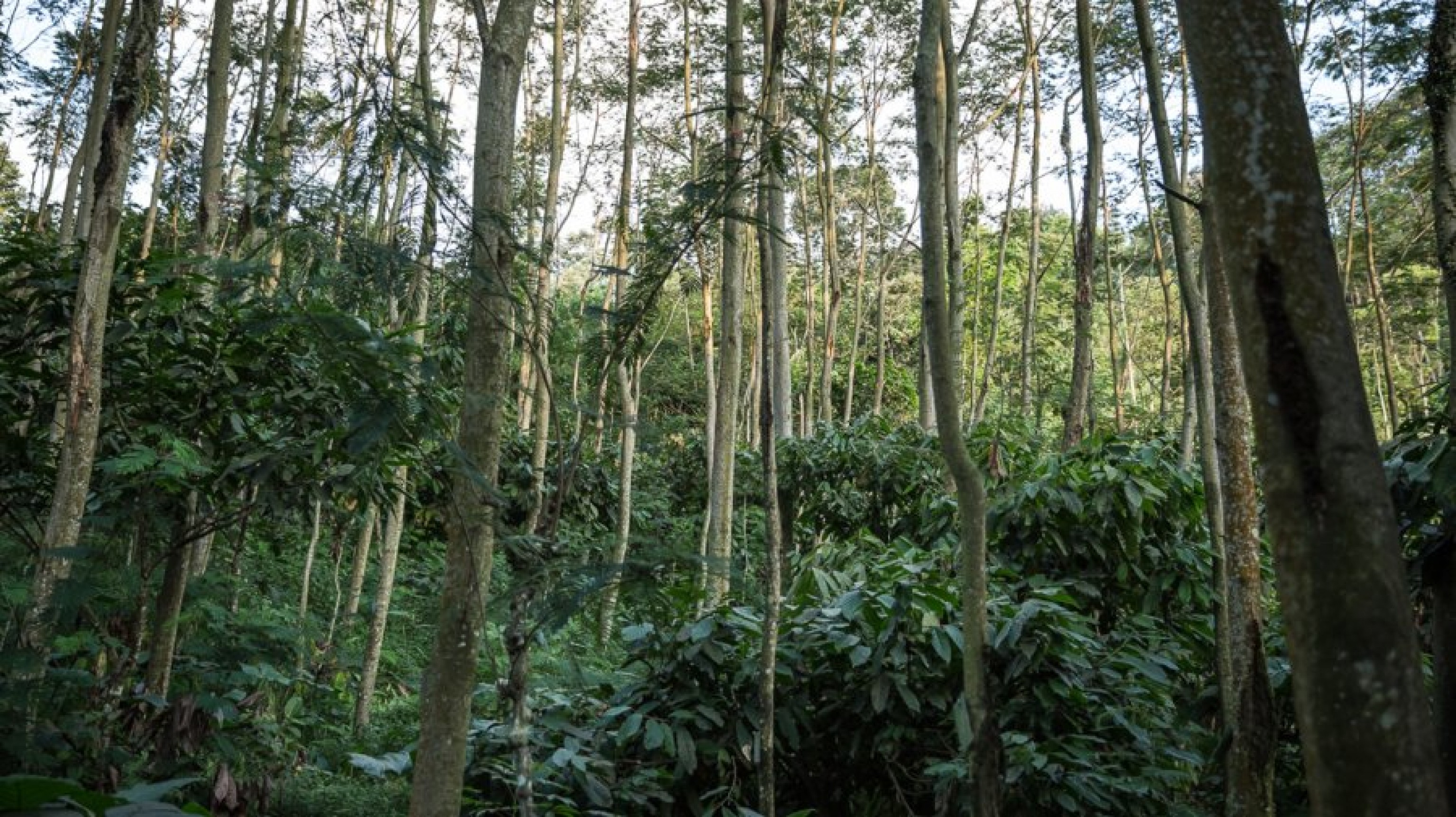 FSC produces positive environmental impacts – university research ...