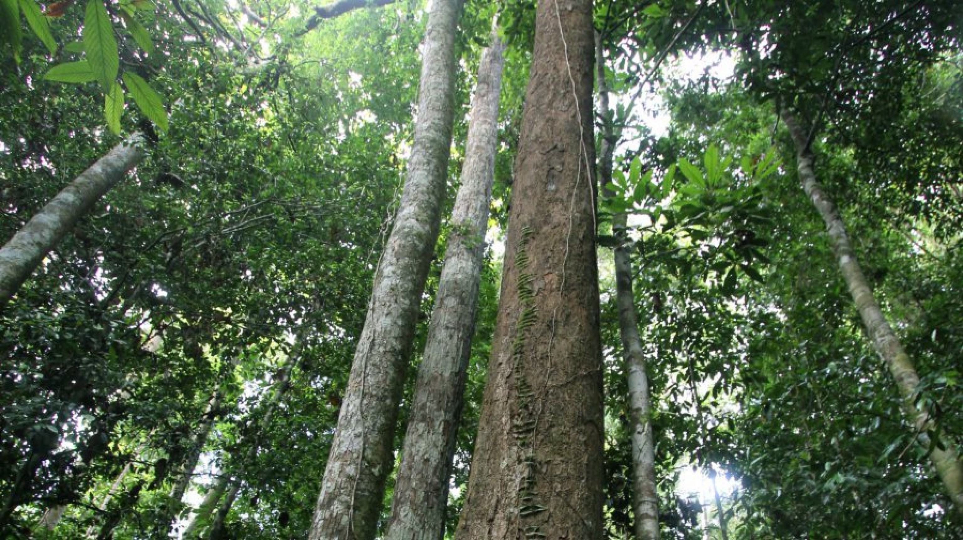 FSC supports European Commission framework on global forests | Forest ...