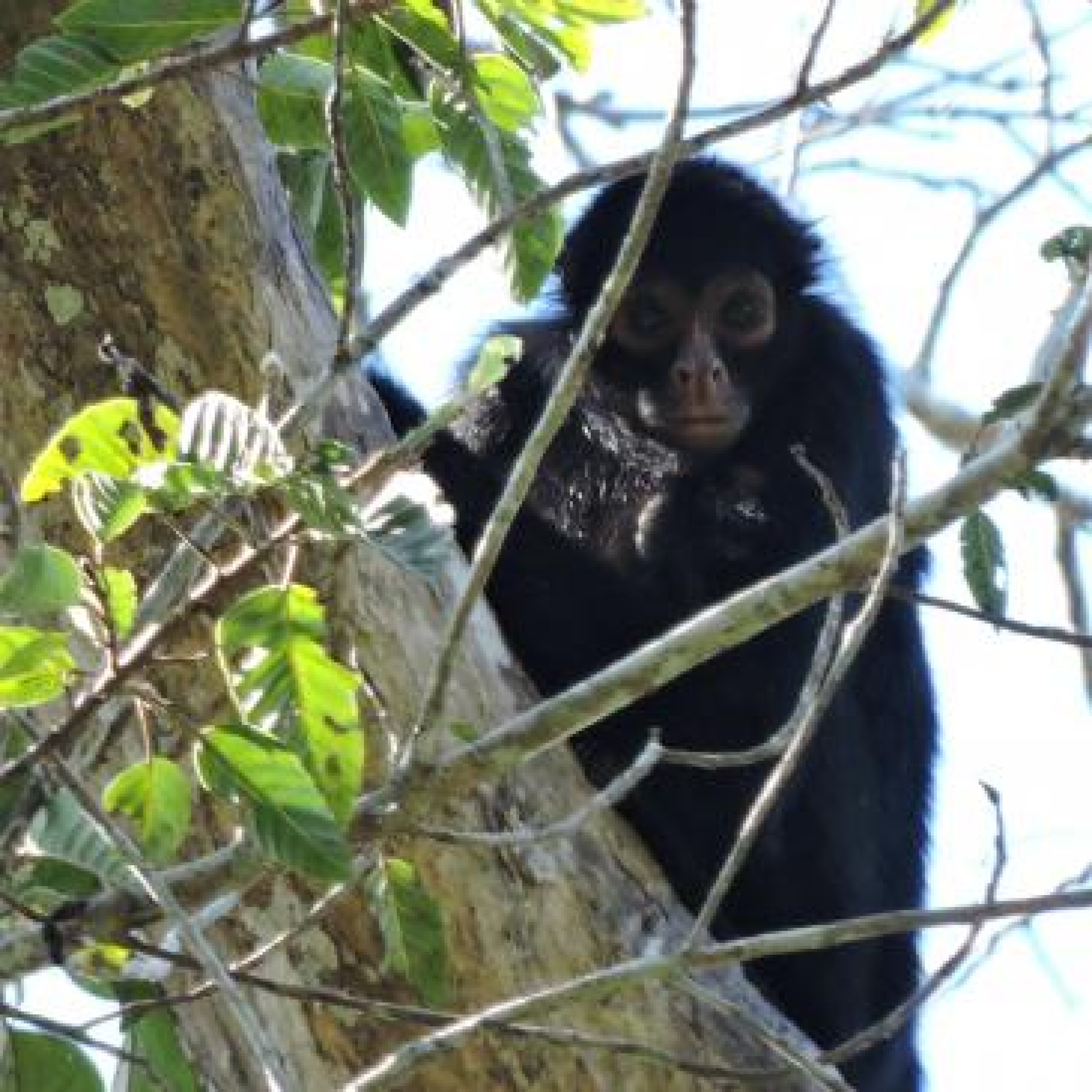 WWF study shows wildlife thrives in FSC-certified forests | Forest ...