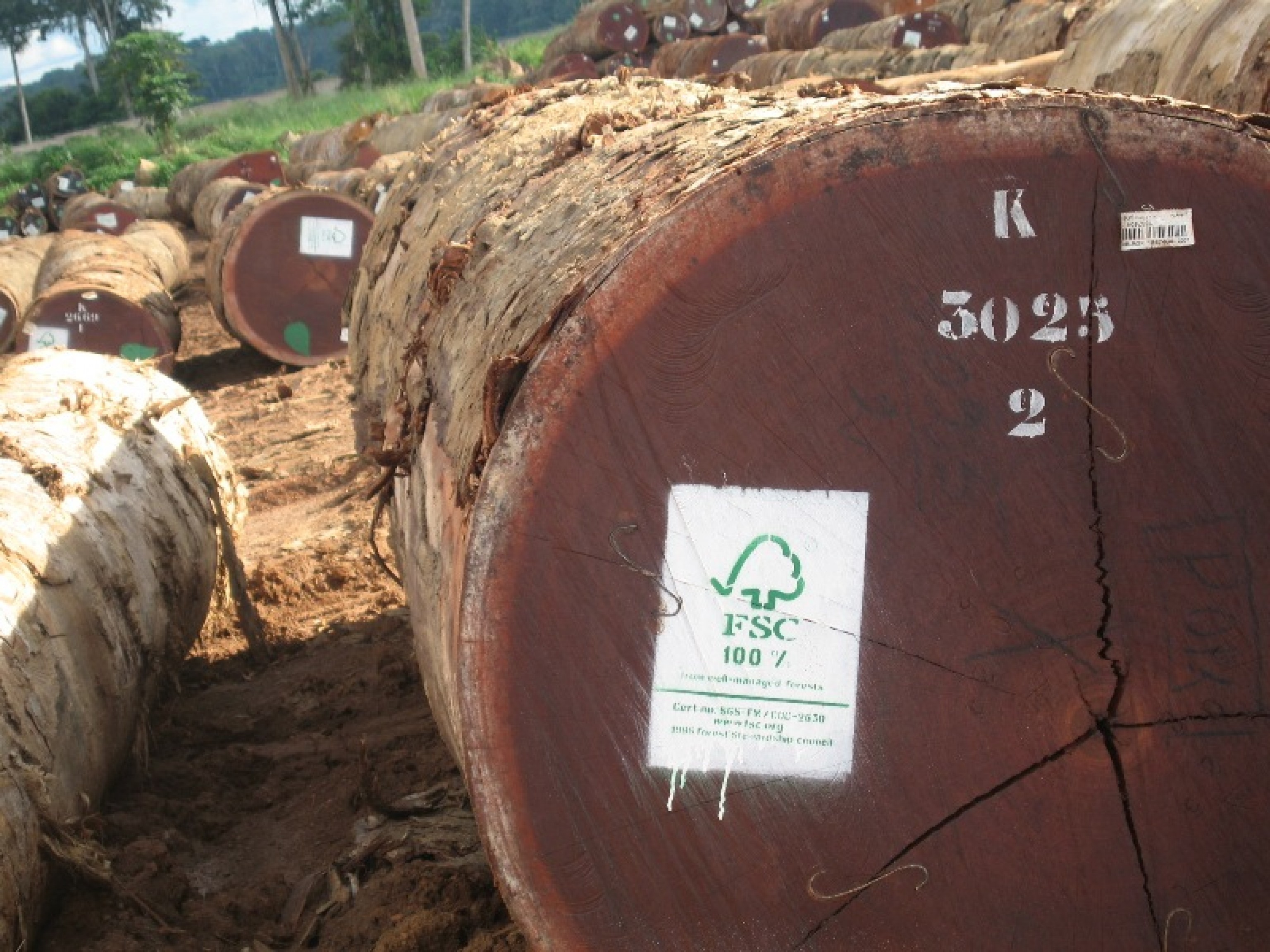 Get Ready for the UK Timber Regulation | Forest Stewardship Council UK