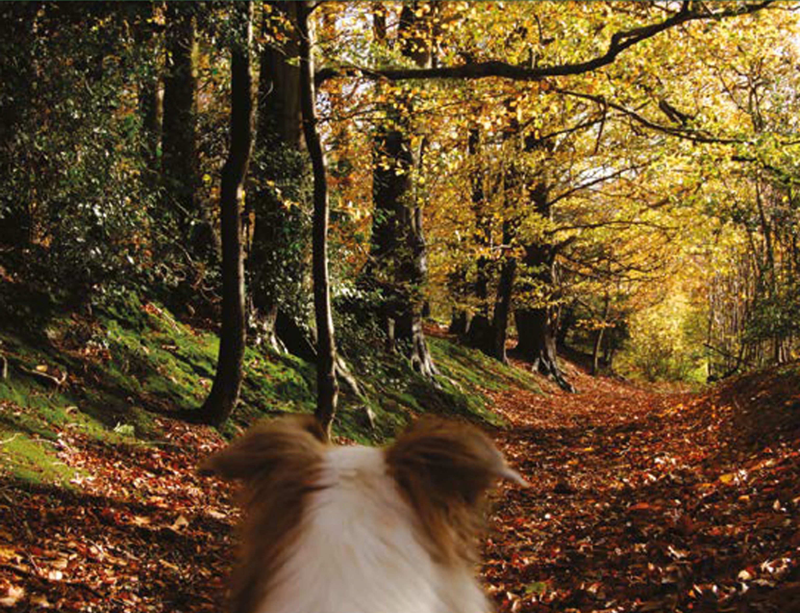 FSC UK Annual Review 2020/21 | Forest Stewardship Council UK