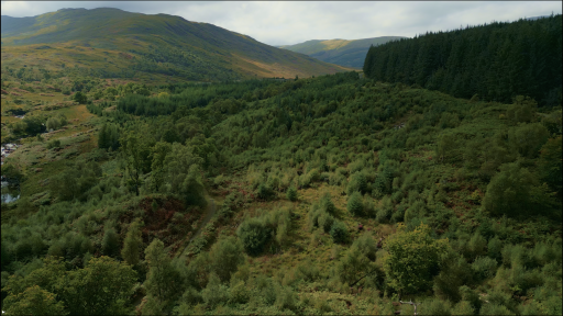 Ardura Acorns and the Grove of the Holly | Forest Stewardship Council UK