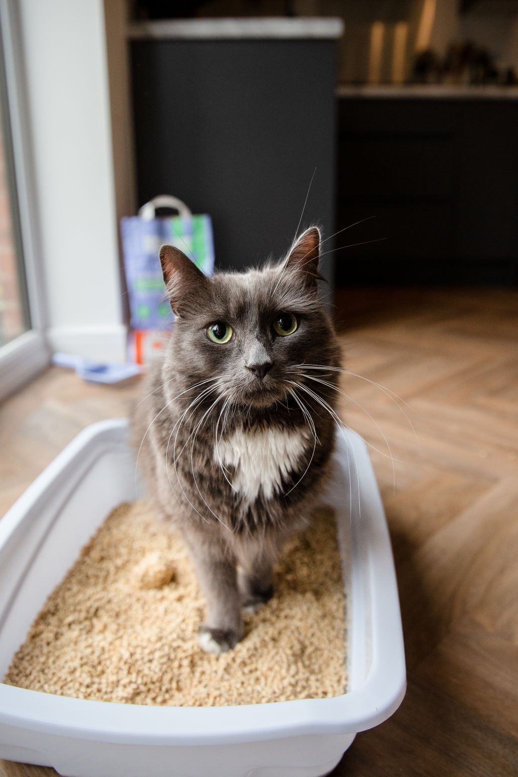 Tippaws: Litter that’s kind to cats and the planet | Forest Stewardship ...