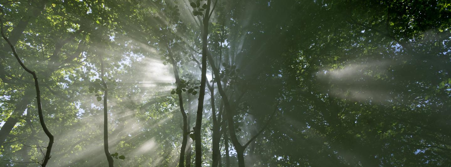 Home Page | Forest Stewardship Council UK