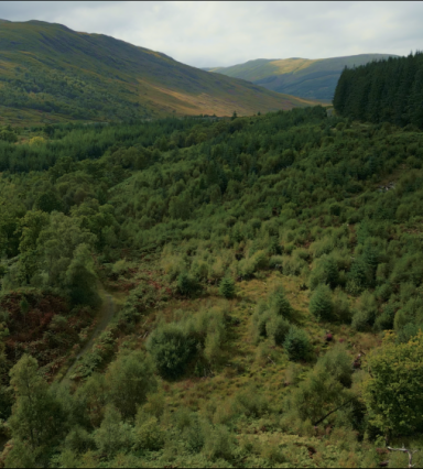 Ardura Community Forest | Forest Stewardship Council UK