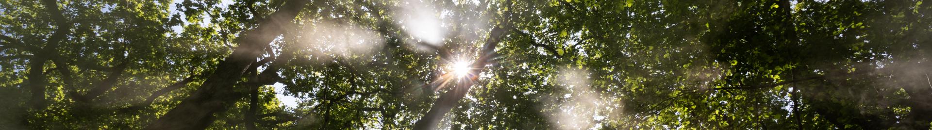 Looking back at the first 10 years of FSC UK | Forest Stewardship ...