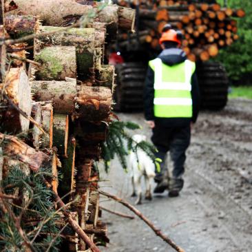 What is FSC? | Forest Stewardship Council